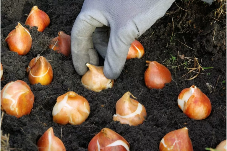 Bulbos: como plantar, tipos de flores, plantas e muito mais! - Jardim e ...