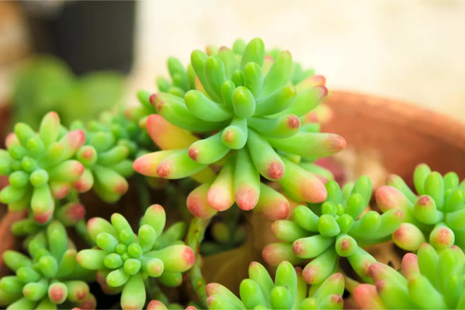 Dedinho-de-moça: quais cuidados ter com esta suculenta e mais! - Jardim ...