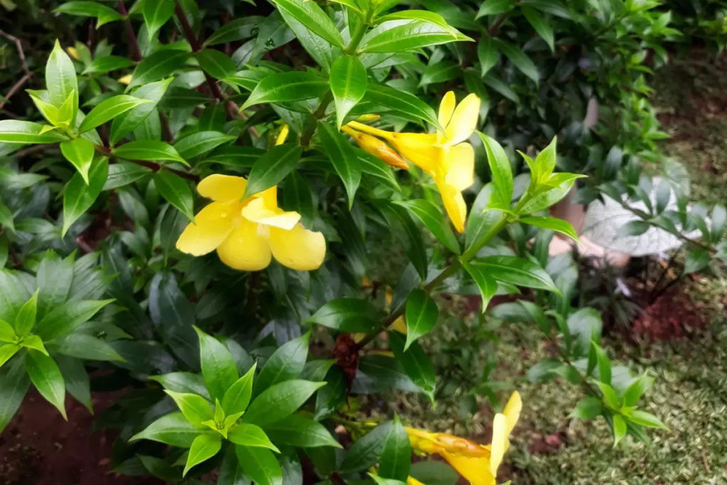 Alamanda: cuidados da planta, características de sua flor e mais ...