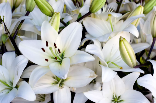 Como plantar lírio: como cuidar, espécies, decoração e mais! - Jardim e ...